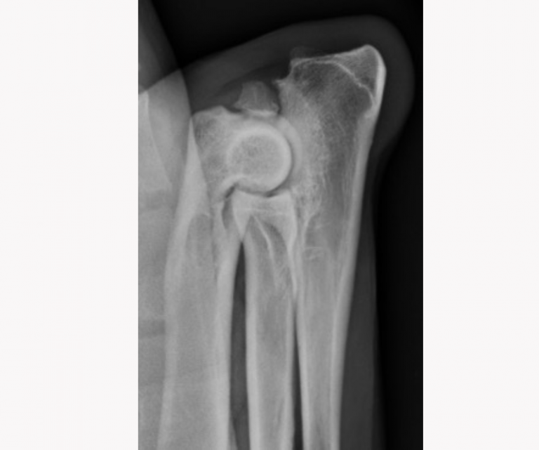 Displasia de codo en el perro | Blog Jordi Gimeno